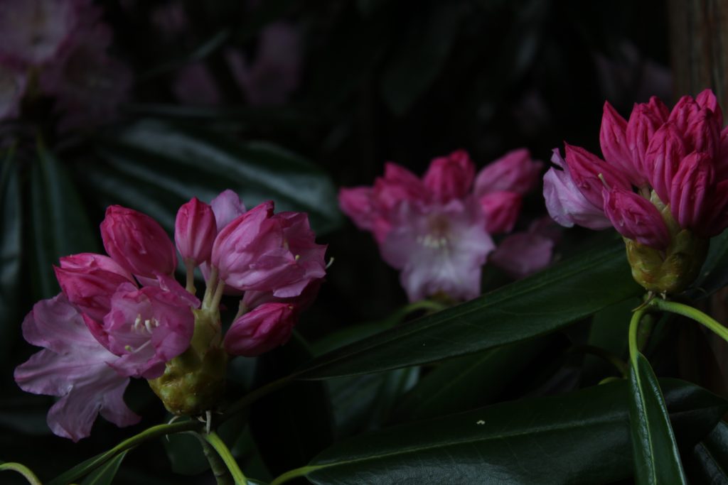 初夏の花：シャクナゲ | え・とせとら